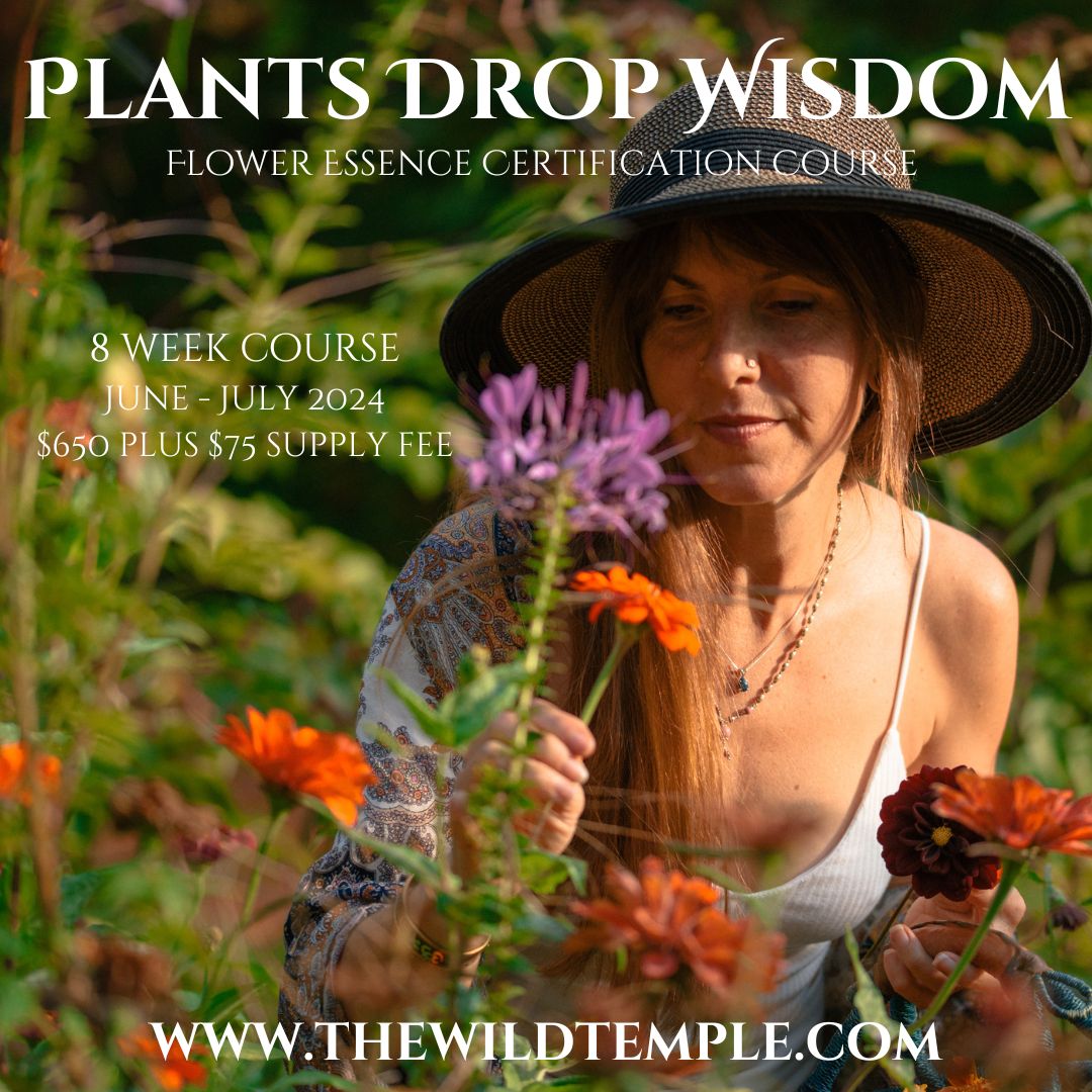 Plants Drop Wisdom: Flower Essence Certification Course