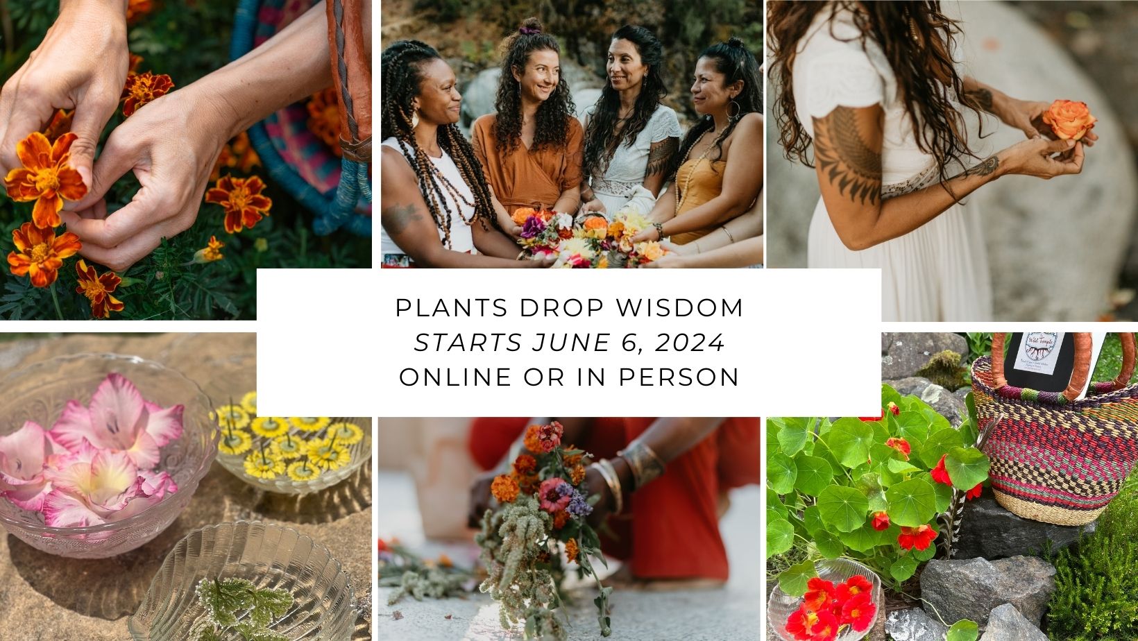 Plants Drop Wisdom: Flower Essence Certification Course