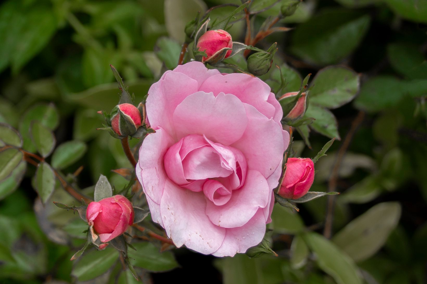 Sage Roots 200hr (Tantra Yoga Training)